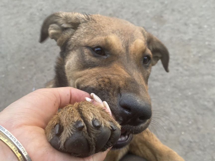 Собаки бесплатно