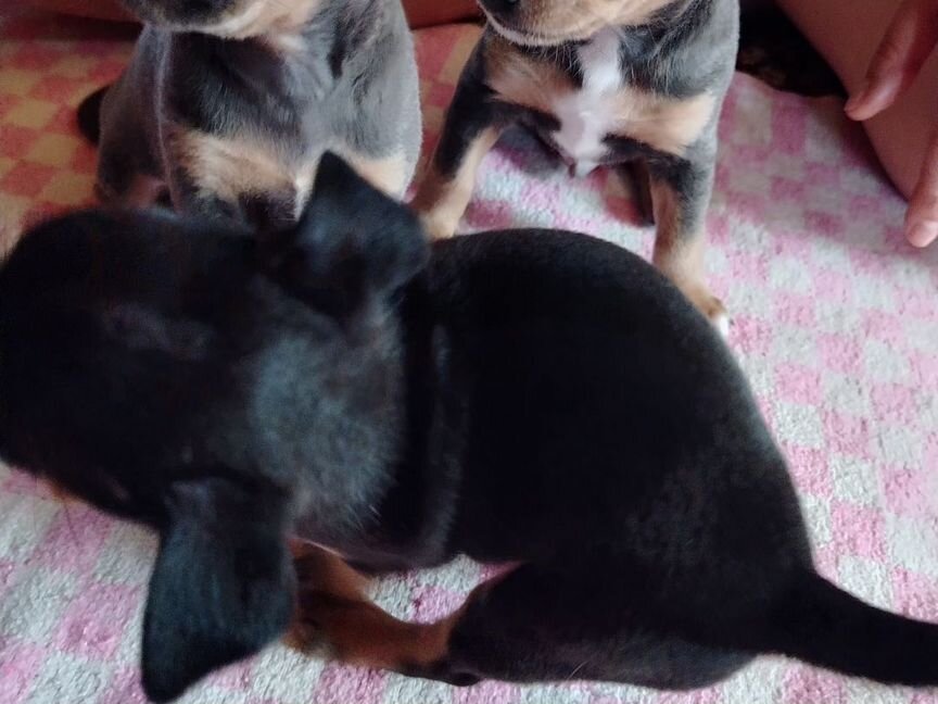 Русский той-терьер