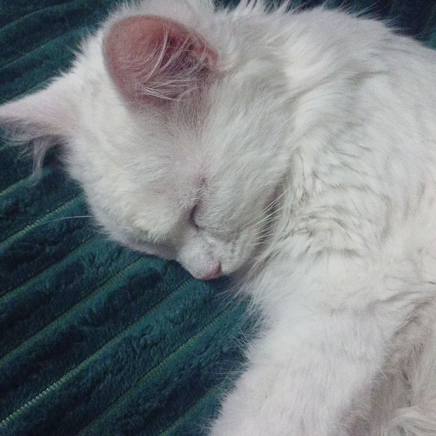 Продаю кошку