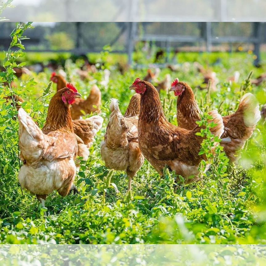 Несушка доставка молодка