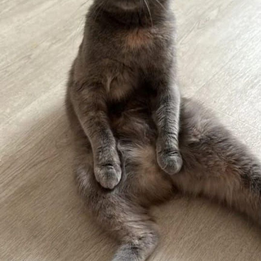 Кошка в добрые руки