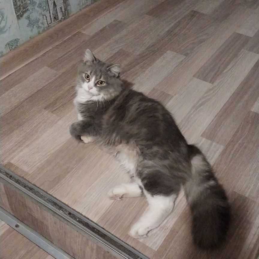 Кошка Алиса