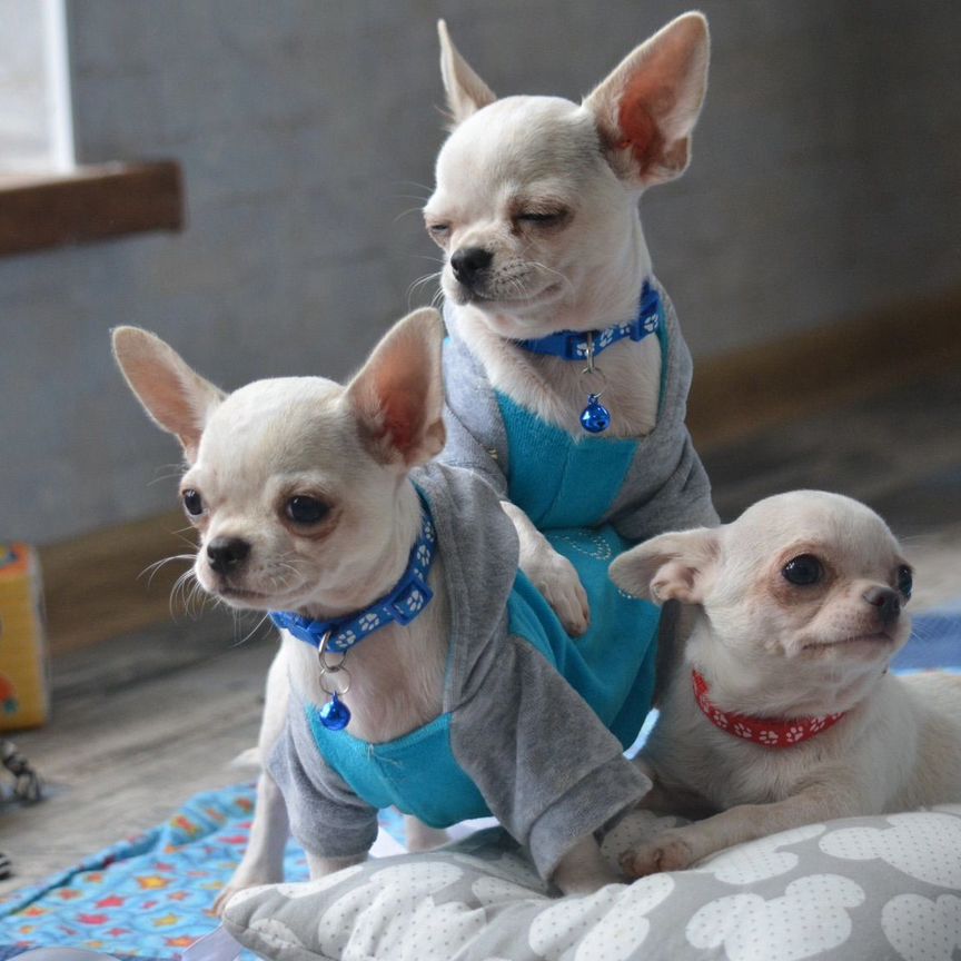 Блондинчики и блондинка