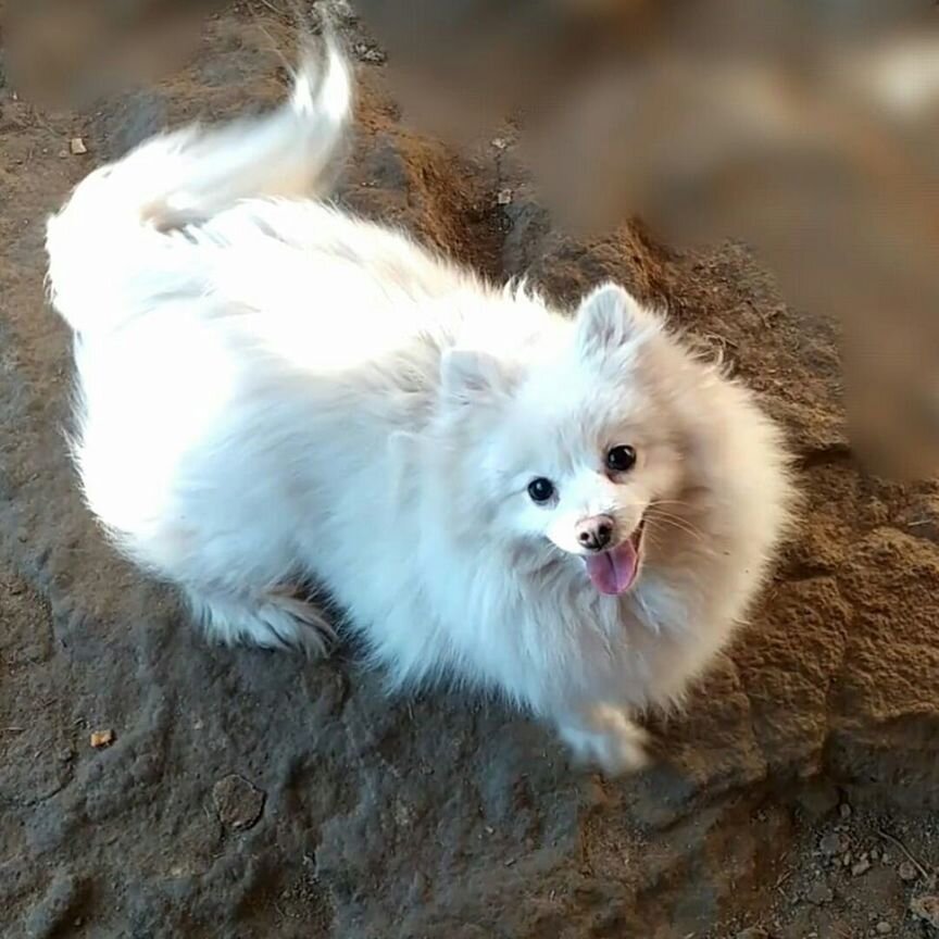 Белая девочка шпиц