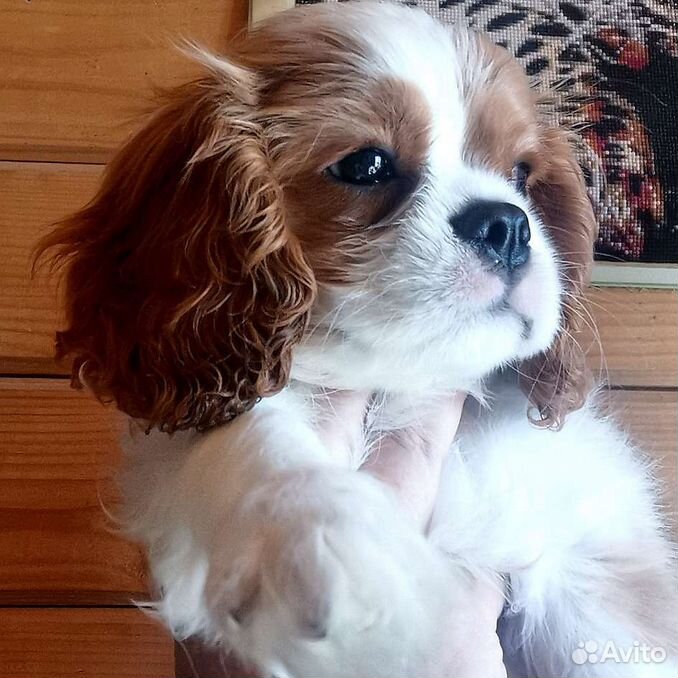 Ковалер Кинг чарльз спаниель. Мальчик
