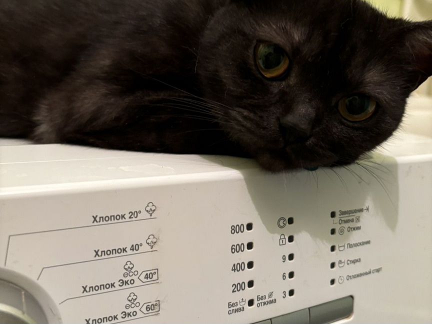 Британская кошка