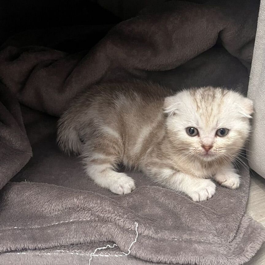 Шотландские котята