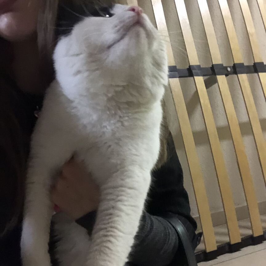 Умный кот с черно-белым окрасом
