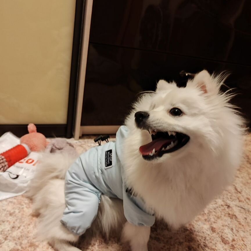 Немецкий шпиц девочка