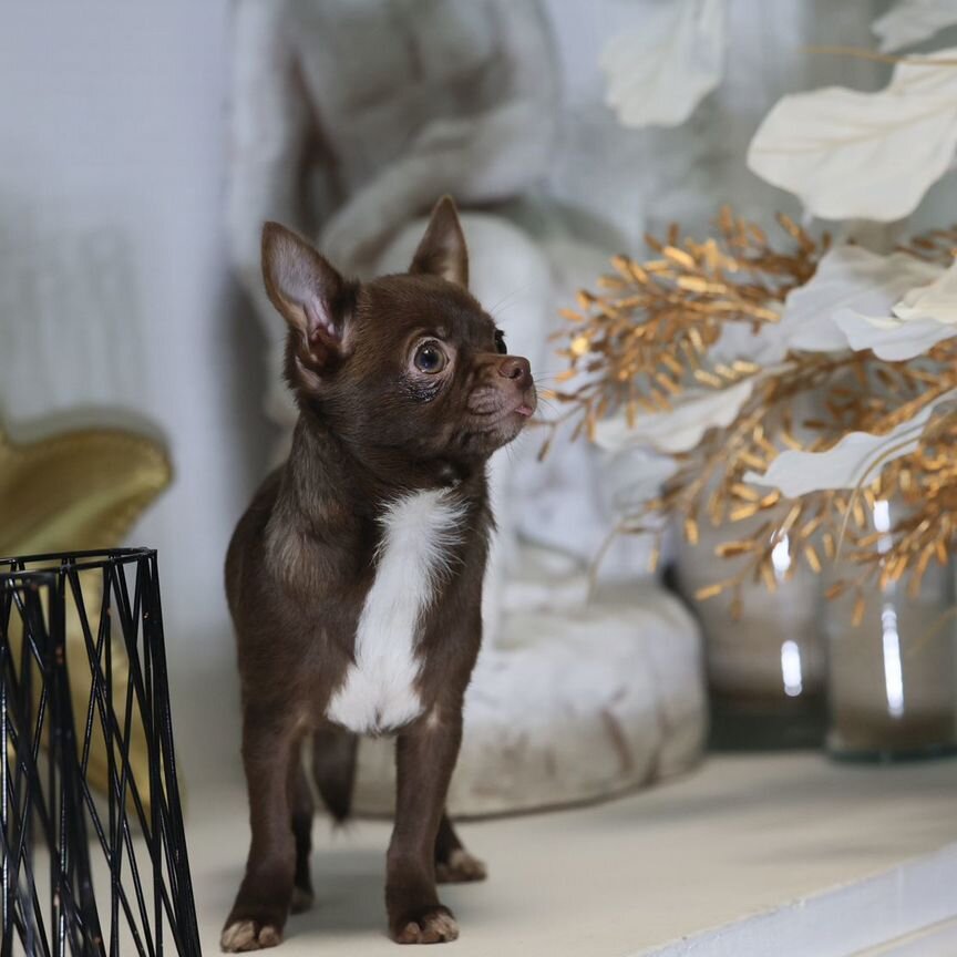 Чихуахуа, щенок