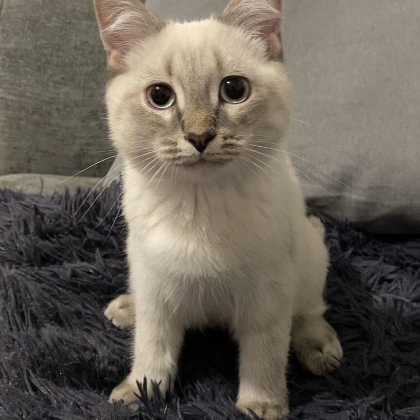 Кот в добрые руки