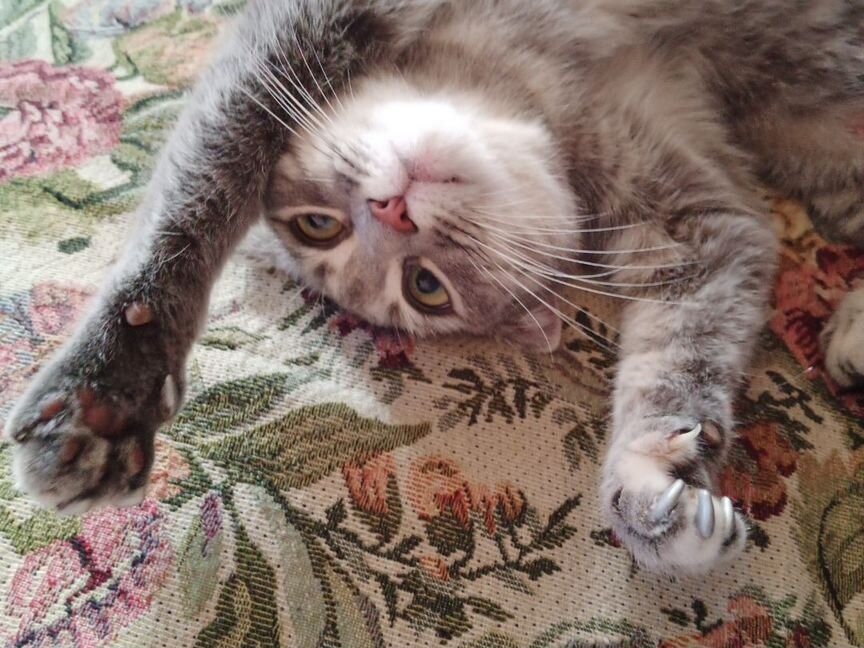 Кошка