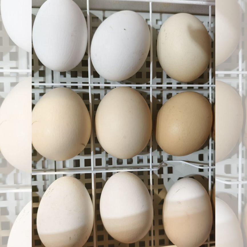 Инкубационное яйцо