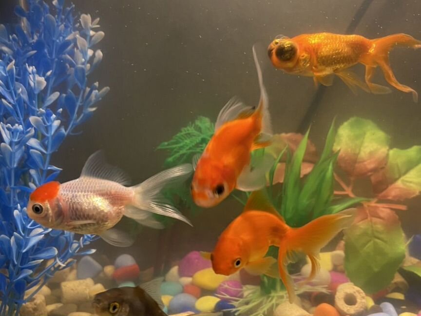 Аквариум 20 литров с золотыми рыбками