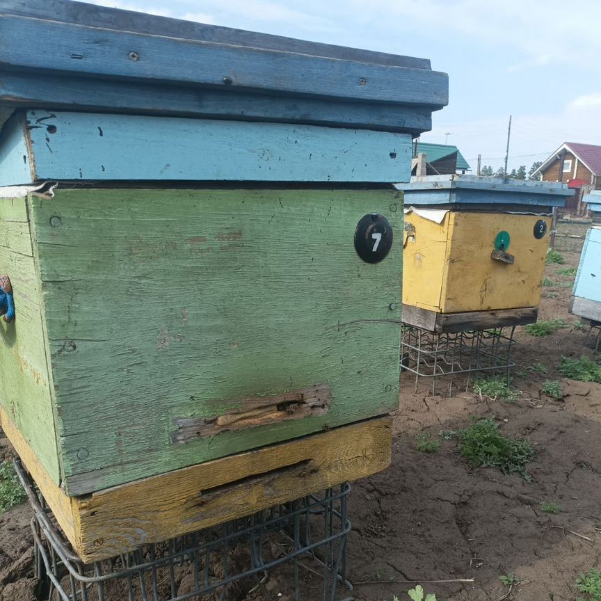 Продам пчелосемьи
