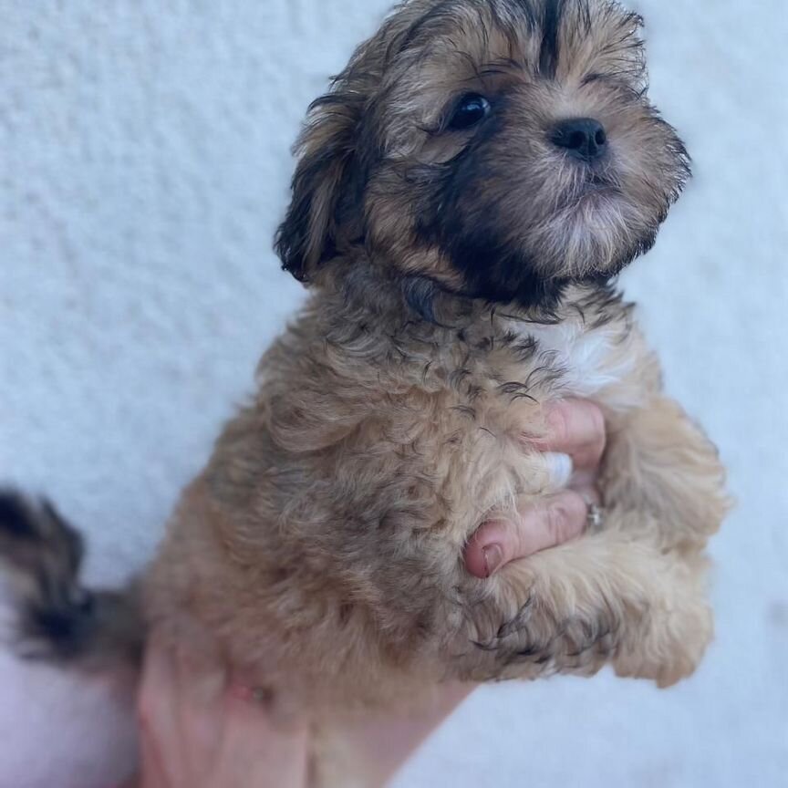 Щенки мальти-пу