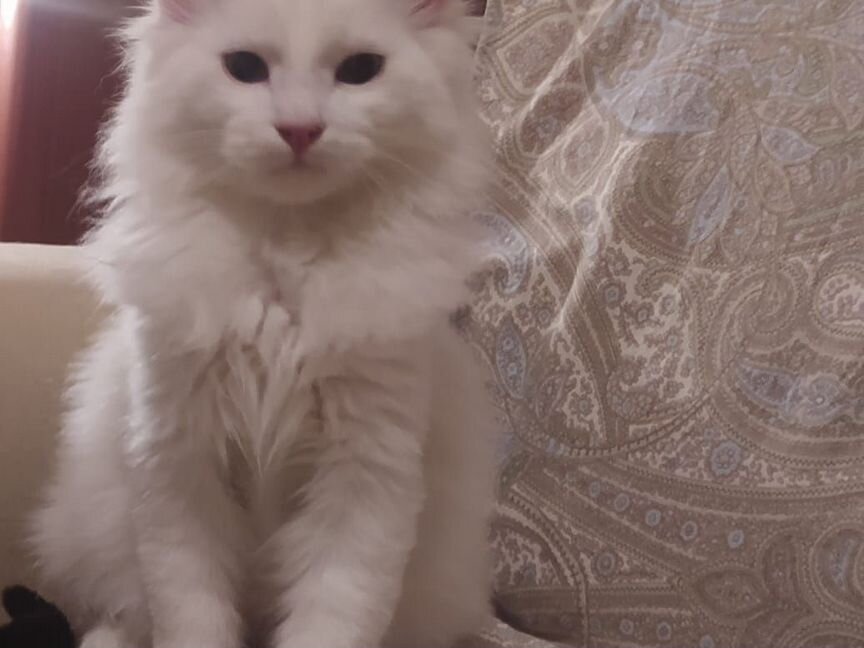 Белоснежный заинька