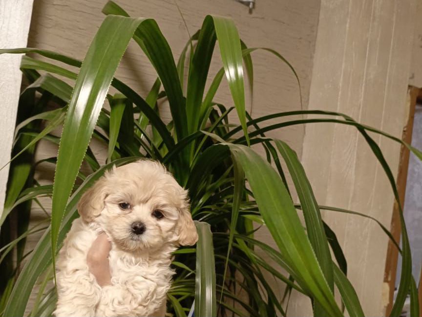 Щенки мальтипу f1 мини