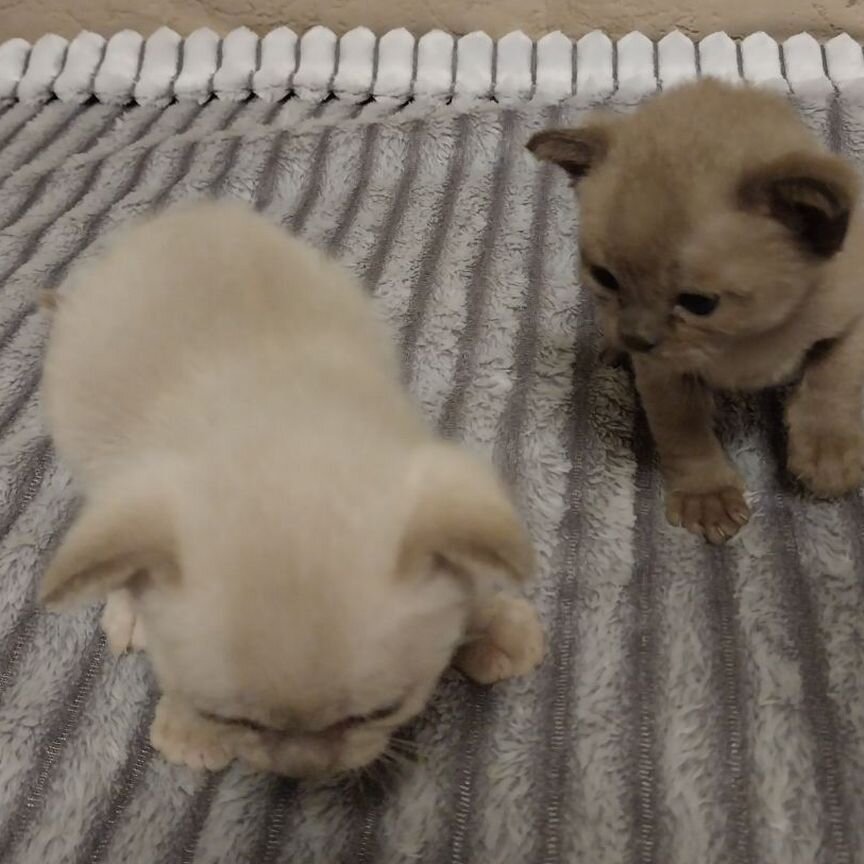 Европейский бурманский котёнок