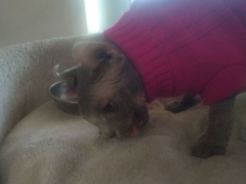 Вязка.кот эльф с документами