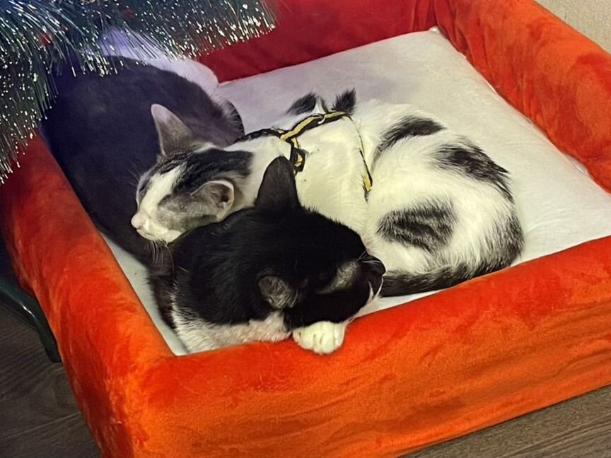 Отдам котенка