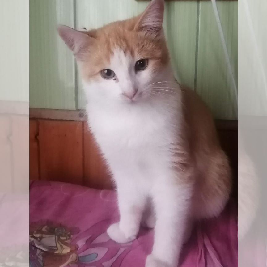 Котёнок Рыжик ищет дом