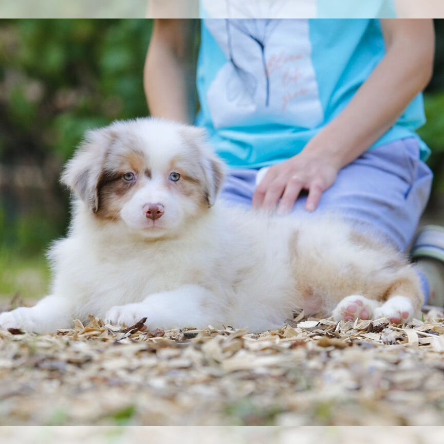 Аусси щенки Австралийская овчарка