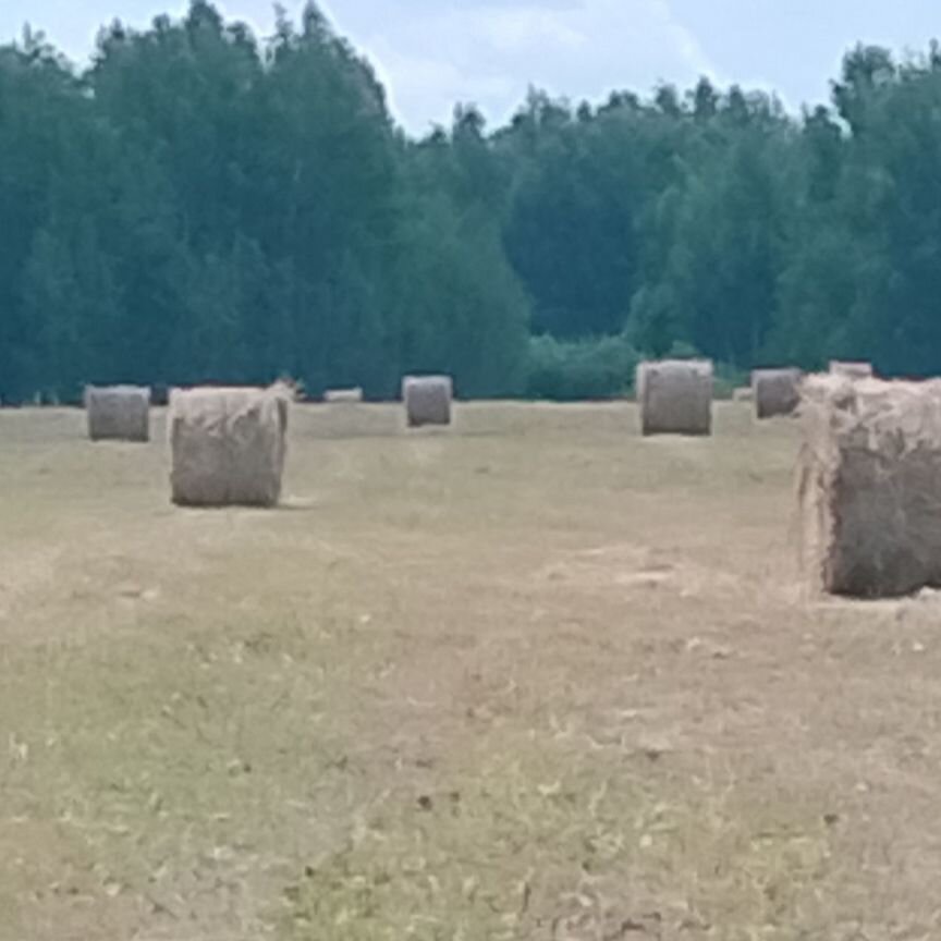 Сено