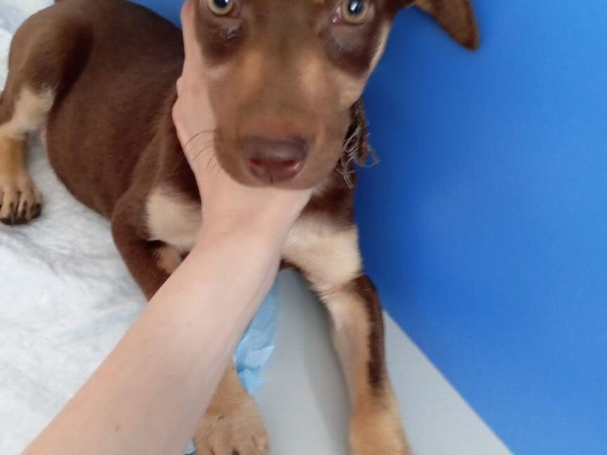 Отдам Симу шоколадного щенка с зелёными глазами