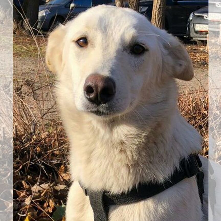 Молодая собака-подросток, в добрые руки