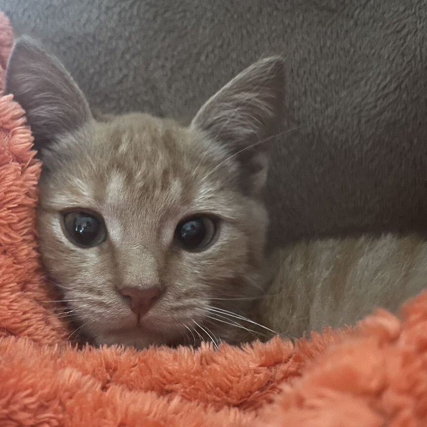 Ласковый котенок рыжий 2 месяца