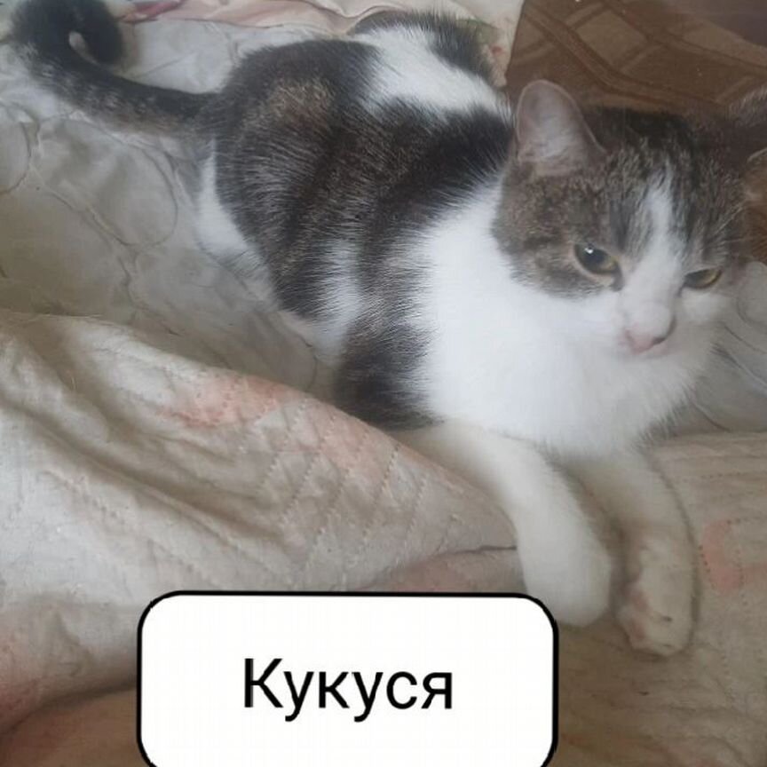 Взрослая, кошка в добрые руки