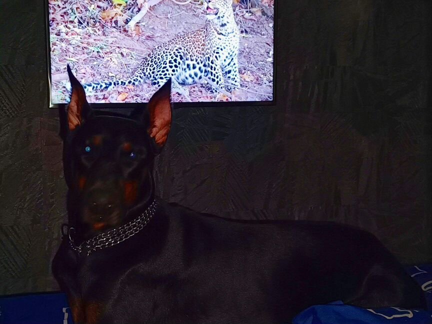 Доберман вязка