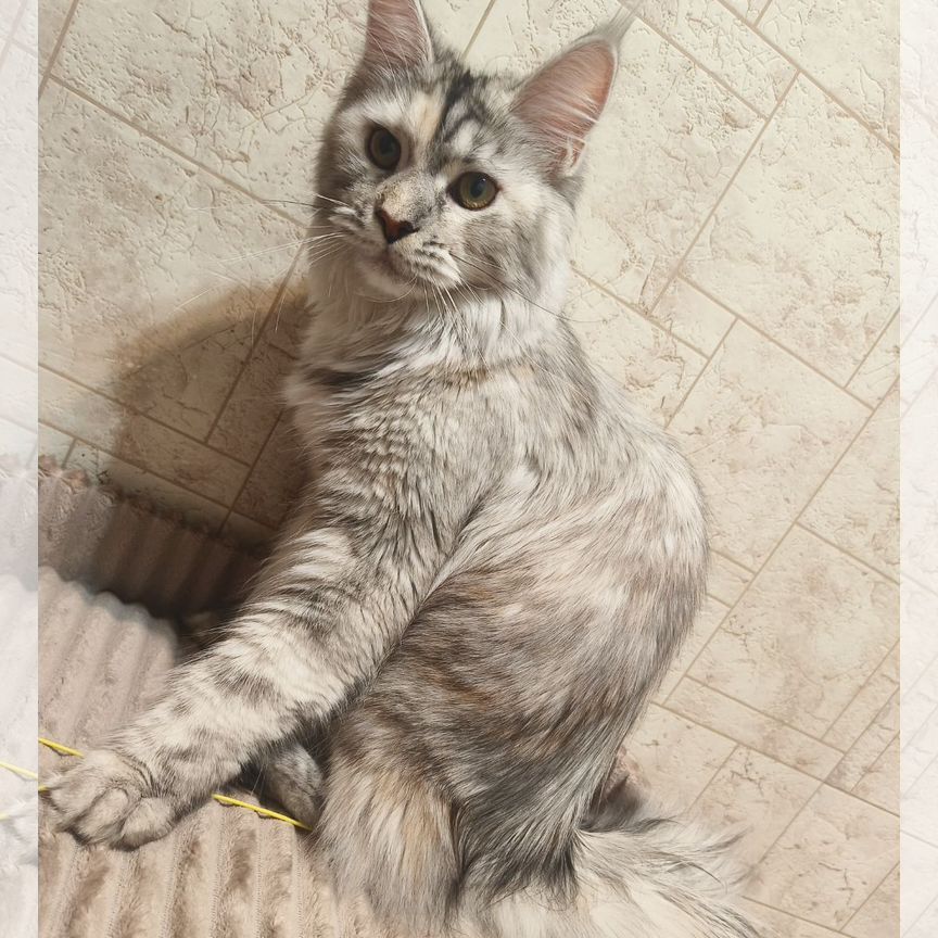 Кошечка