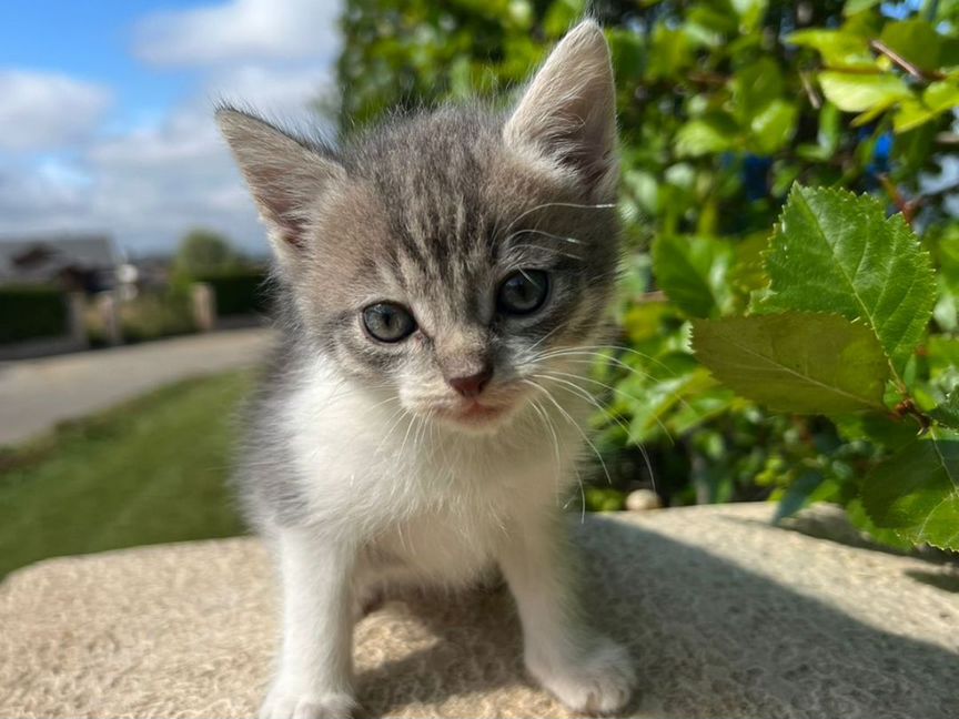 Котёнок Мими брошен на даче
