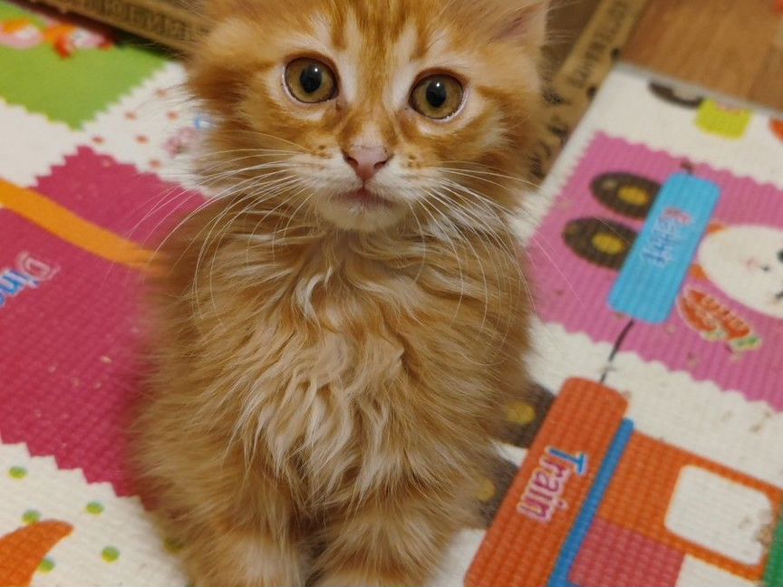 Котята мейн-кун