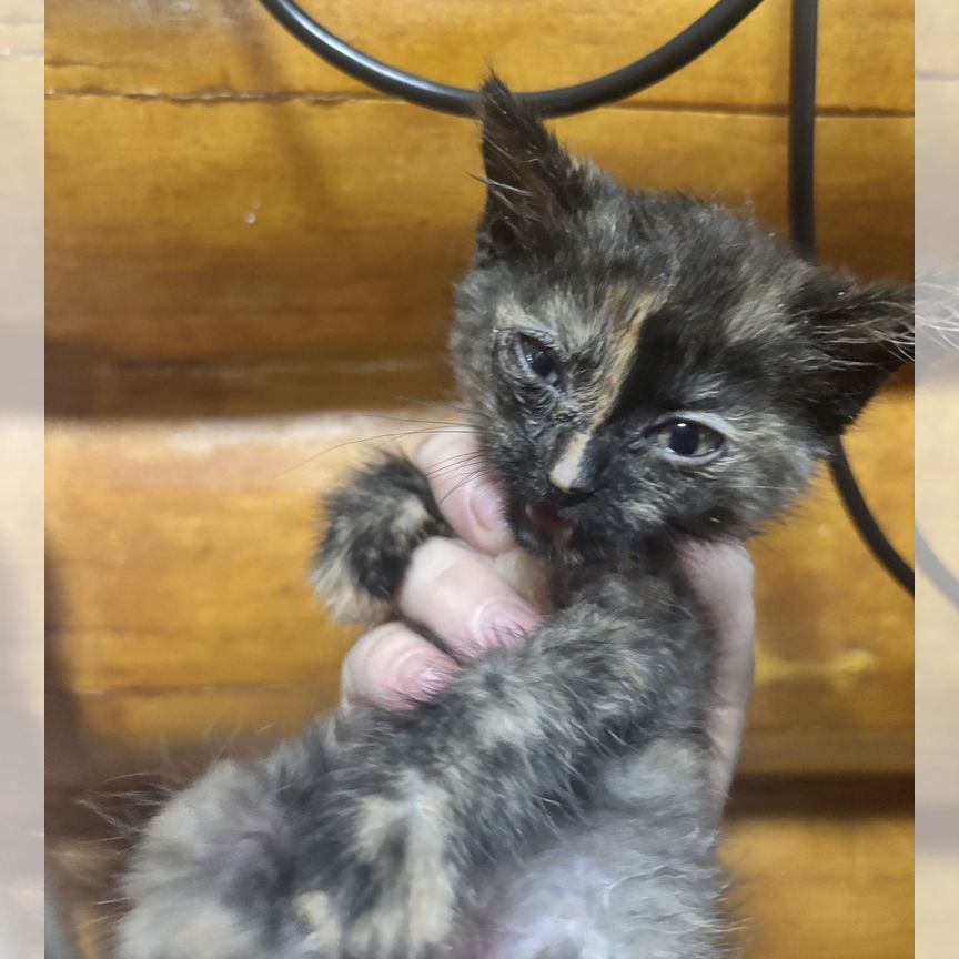 Котёнок в добрые руки