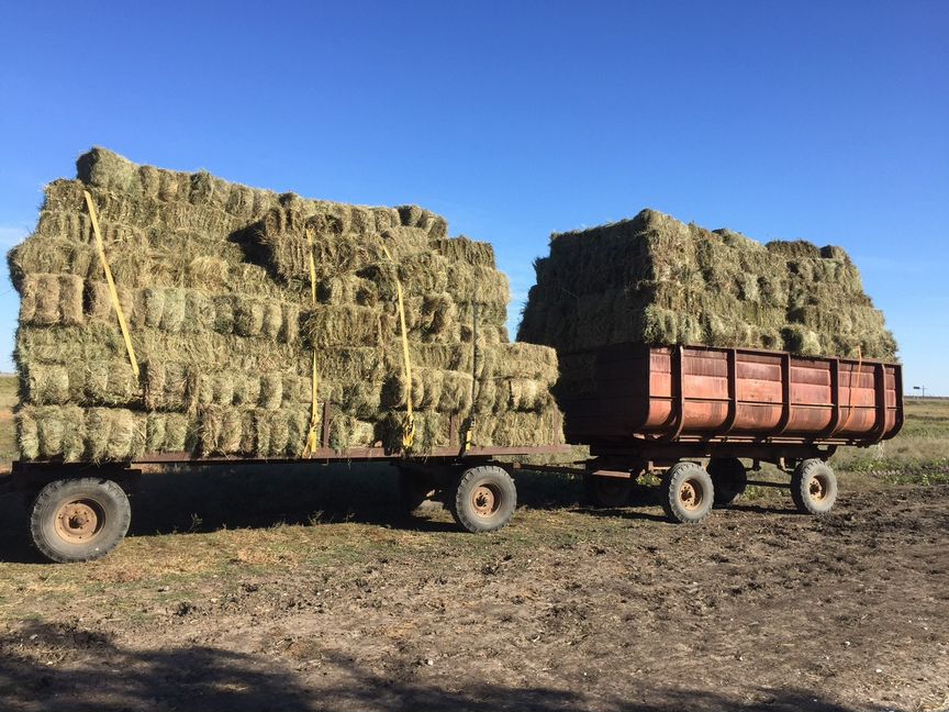Сено степное разнотравье в кипах