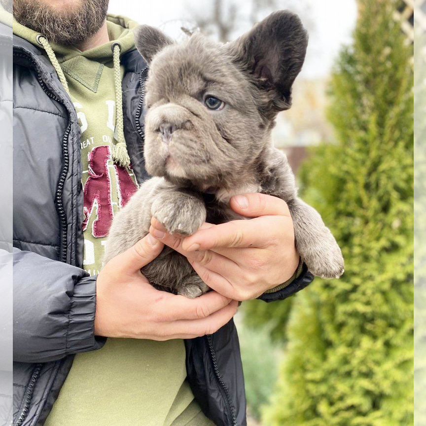 Французский бульдог, щенок