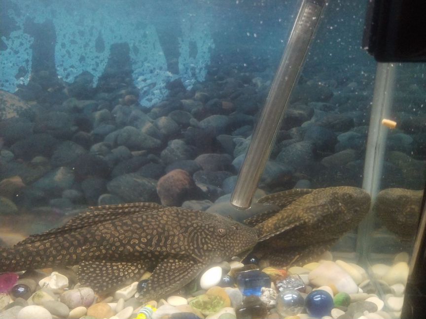 Сомы присоски 2 шт