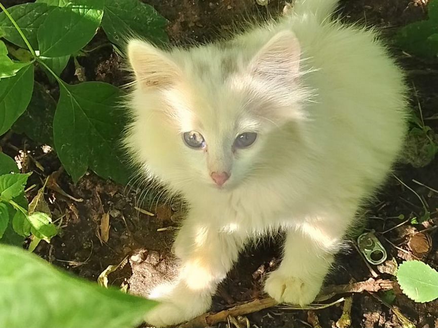 Чудесный котёнок ищет любящих родителей