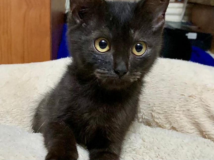 Котёнок девочка в добрые руки