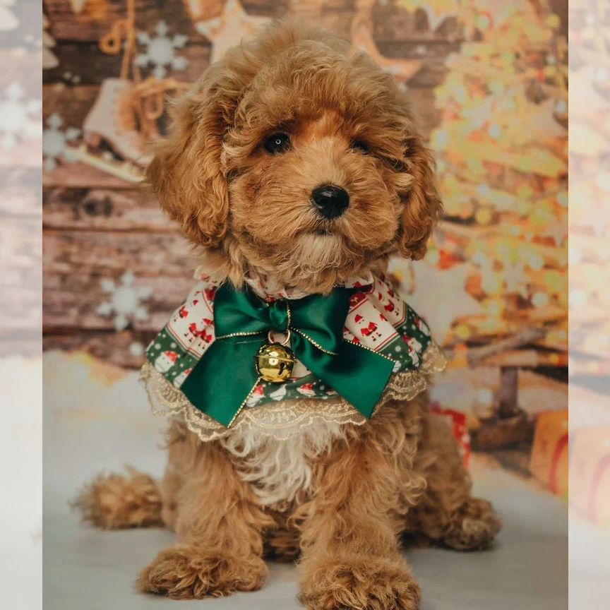 Мальтипу, щенок