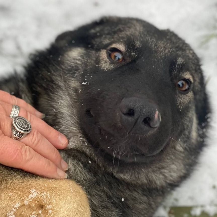 Собака в добрые руки