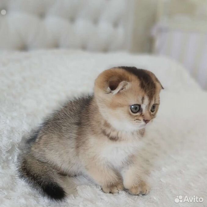 Шотландская булочка