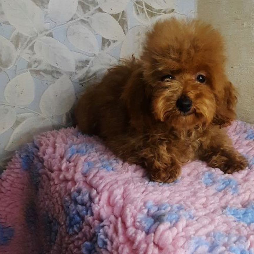 Той-пудель, щенок