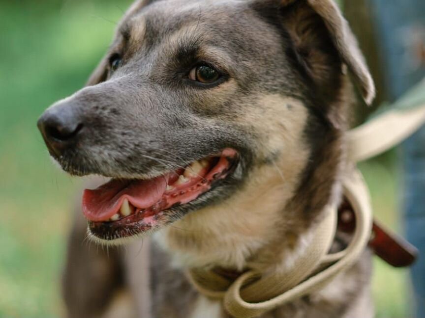 Собака из приюта Юсси ищет дом