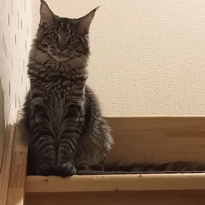 Мейн-кун