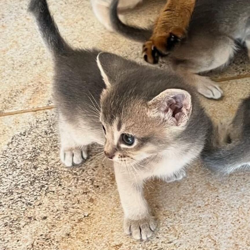 Абиссинсские наши красавцы