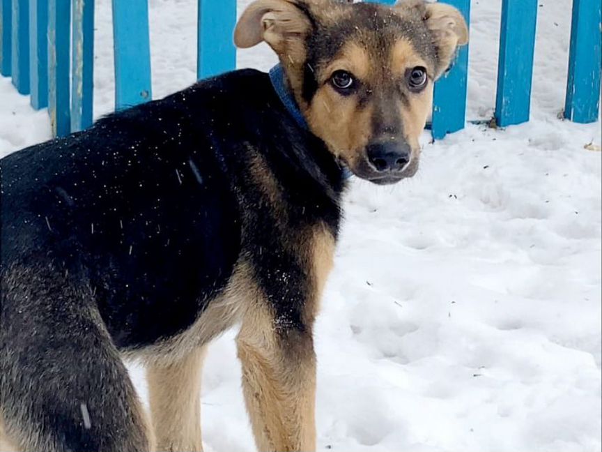 Щеночек в поиске хозяев